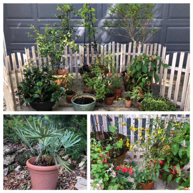 Create your own native plant garden-in containers! - UF/IFAS Extension ...
