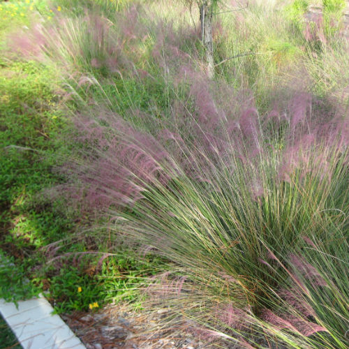 Muhly grass is a showstopper this time of year - UF/IFAS Extension Polk ...