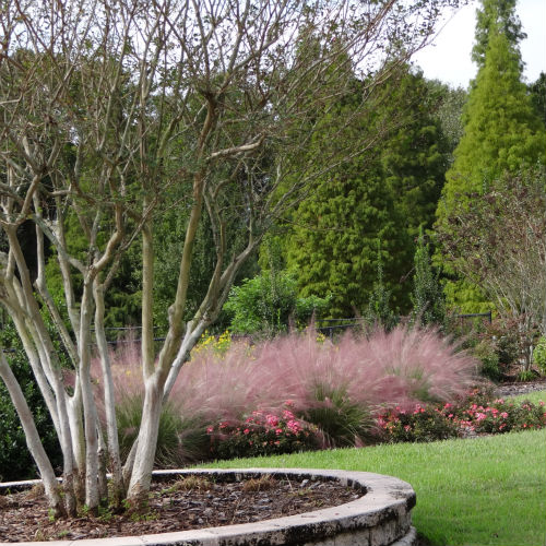 Muhly grass is a showstopper this time of year - UF/IFAS Extension Polk ...