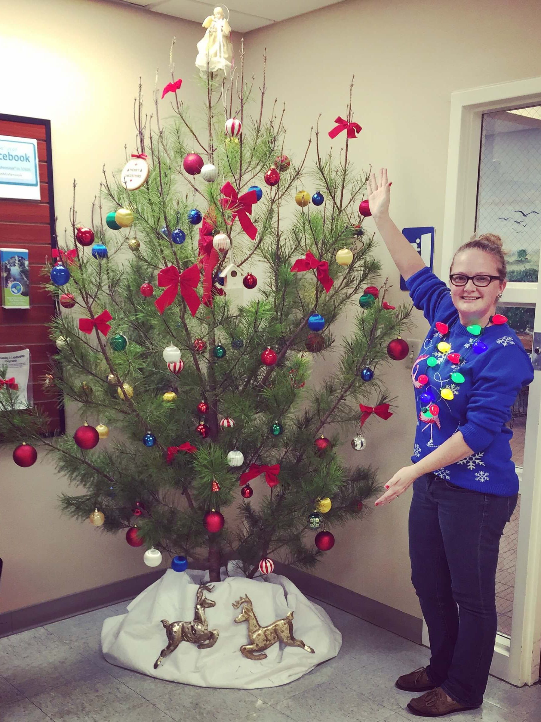 Go a little "greener" this year, consider a Florida native Christmas ...