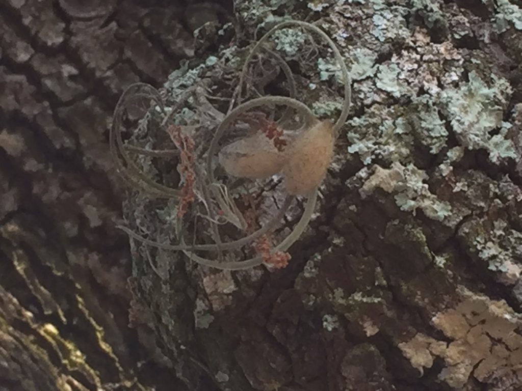 What is that Fuzzy Caterpillar Falling from My Oak Tree? - UF/IFAS ...