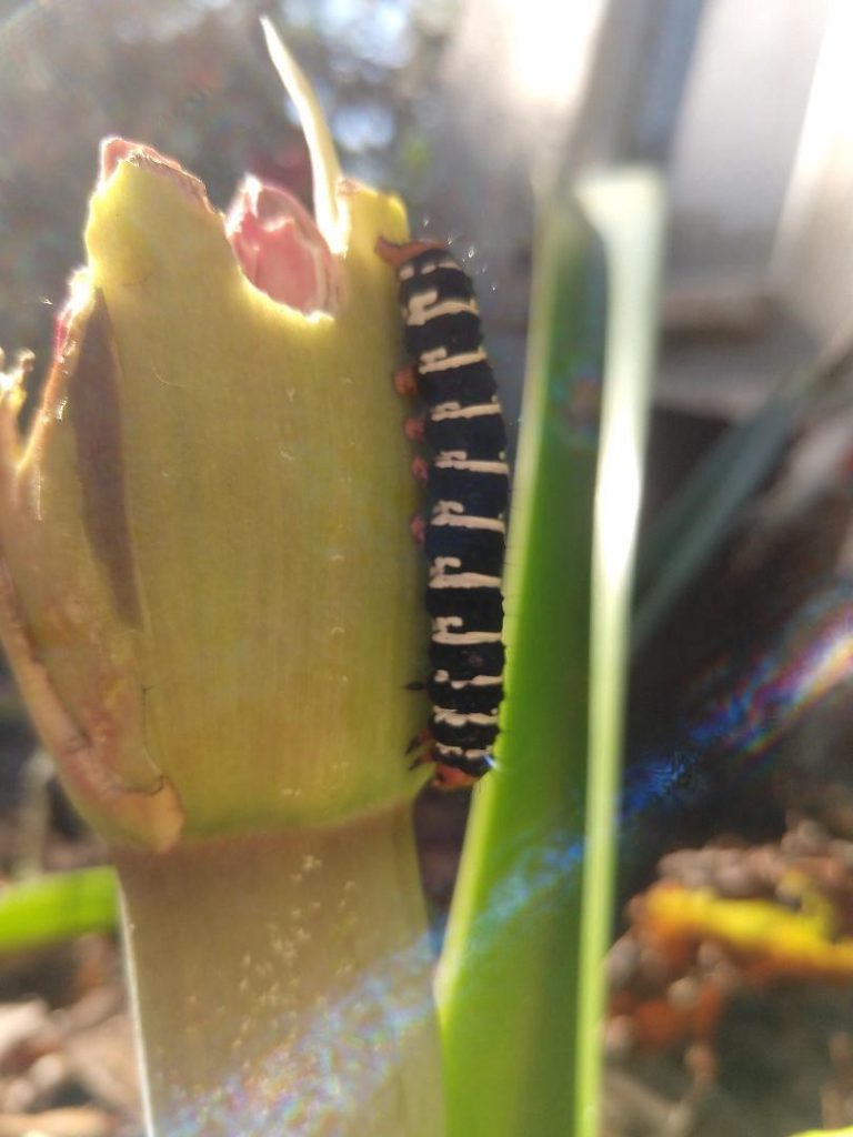 A New Caterpillar in the Garden? First Step, Identification! - UF/IFAS ...
