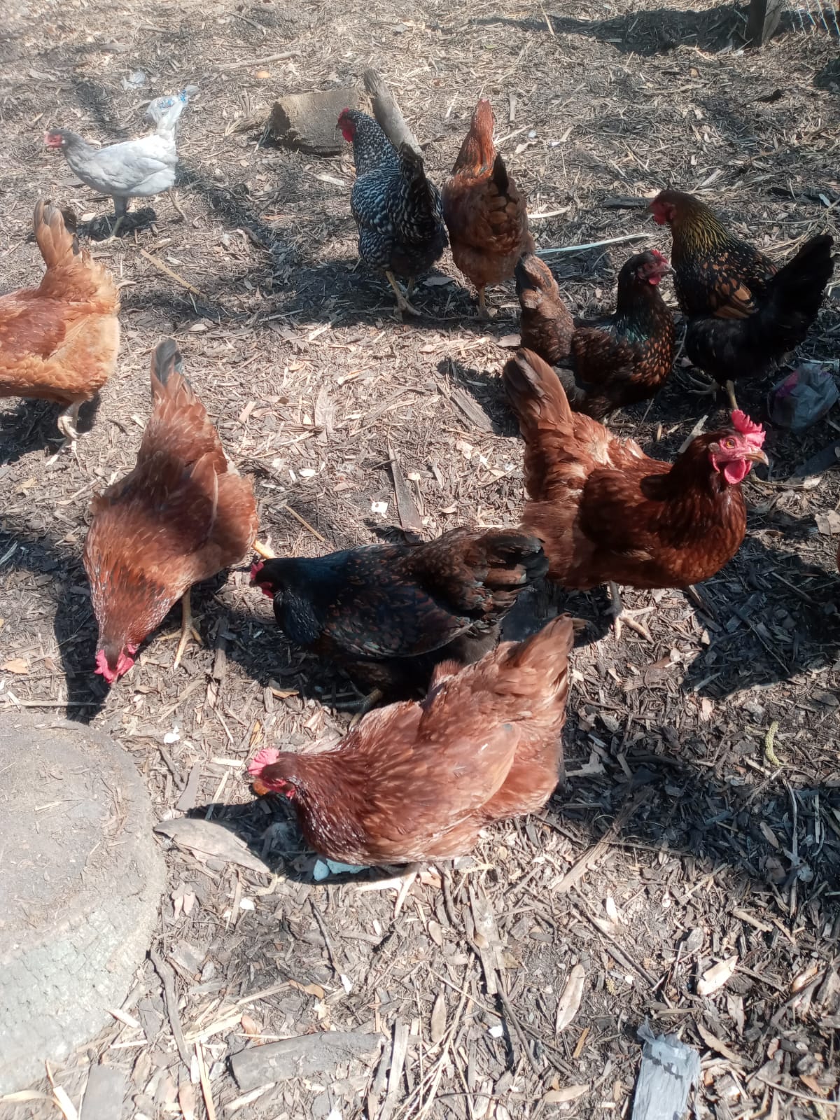 Backyard Chickens: Biosecurity - UF/IFAS Extension Polk County