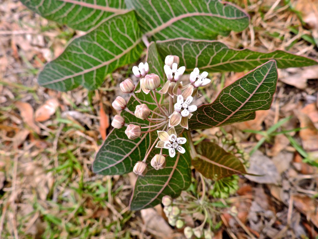 Save a monarch, plant a (native) milkweed! - UF/IFAS Extension Polk County