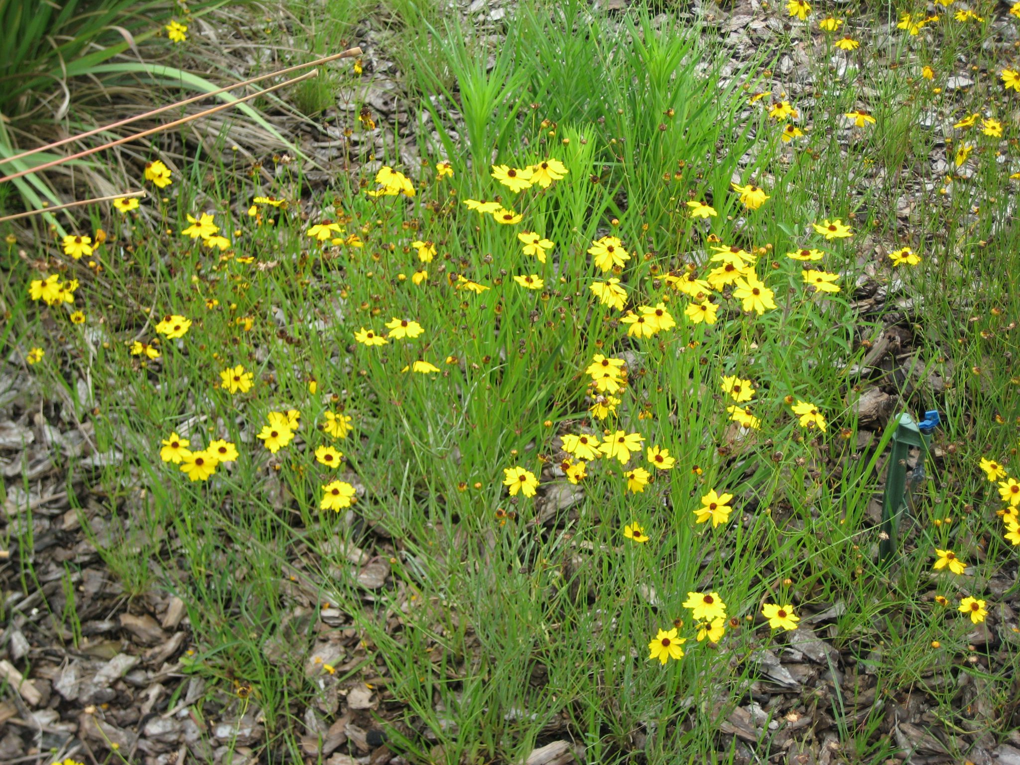 Coreopsis: A Summer Wildflower Favorite - UF/IFAS Extension Polk County