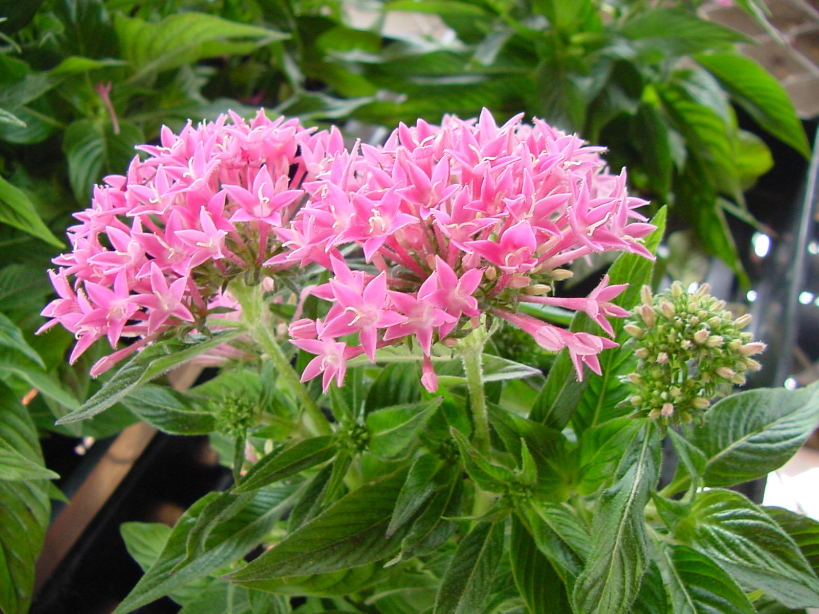 Master Gardener Volunteer's Favorite Plants: Pentas - UF/IFAS Extension ...