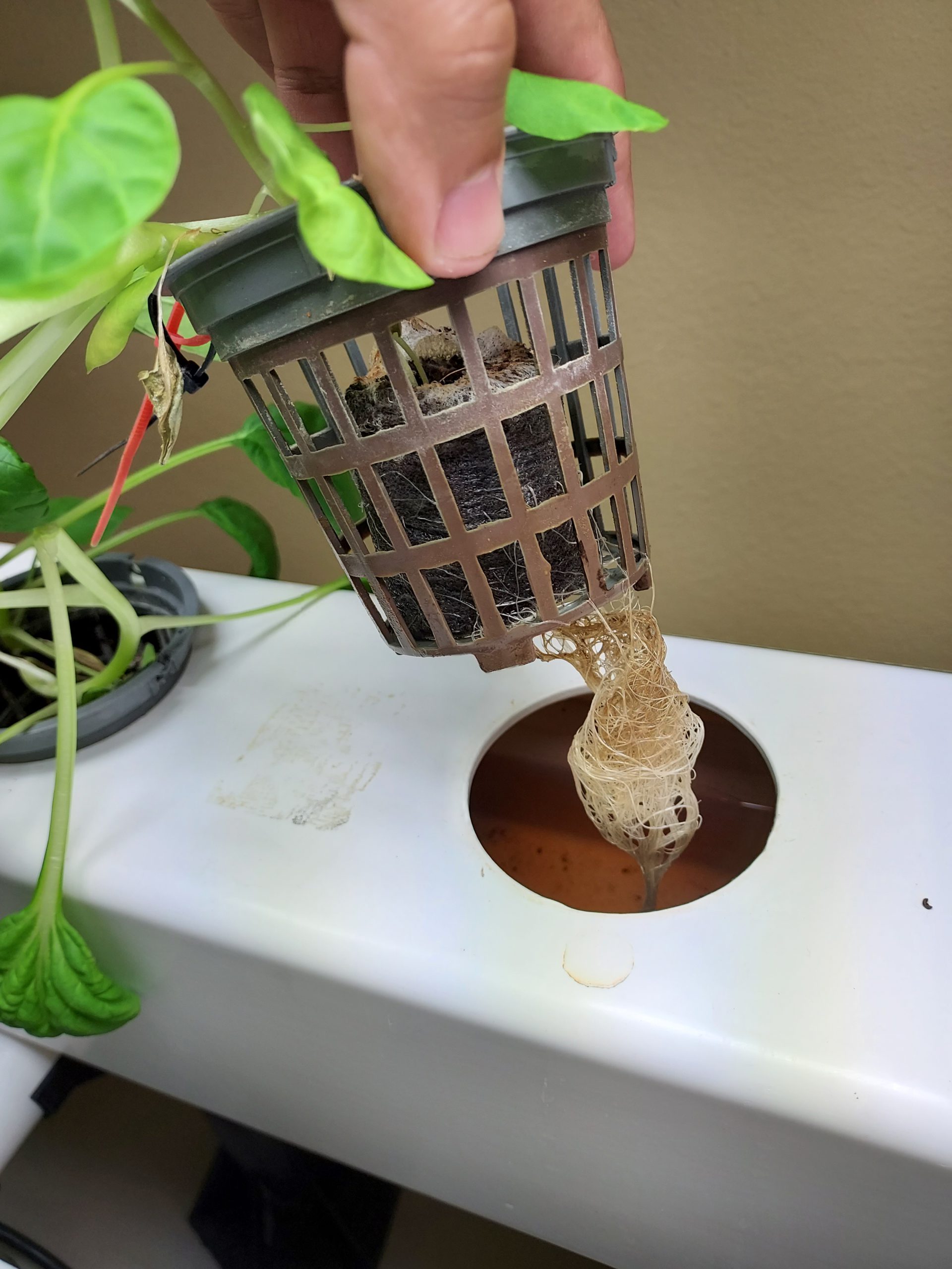 Hydroponics: NFT System - UF/IFAS Extension Polk County