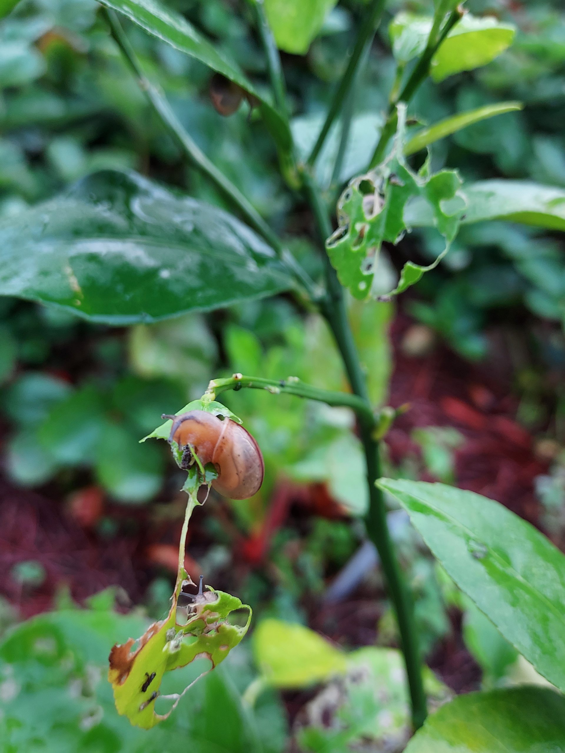 Florida Farm Pests: Terrestrial Slugs and Snails - UF/IFAS Extension ...
