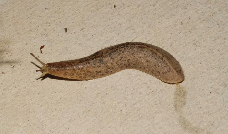 Florida Farm Pests: Terrestrial Slugs and Snails - UF/IFAS Extension ...