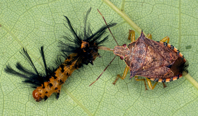 Plagas de las Fincas de Florida: Orugas - UF/IFAS Extension Polk County