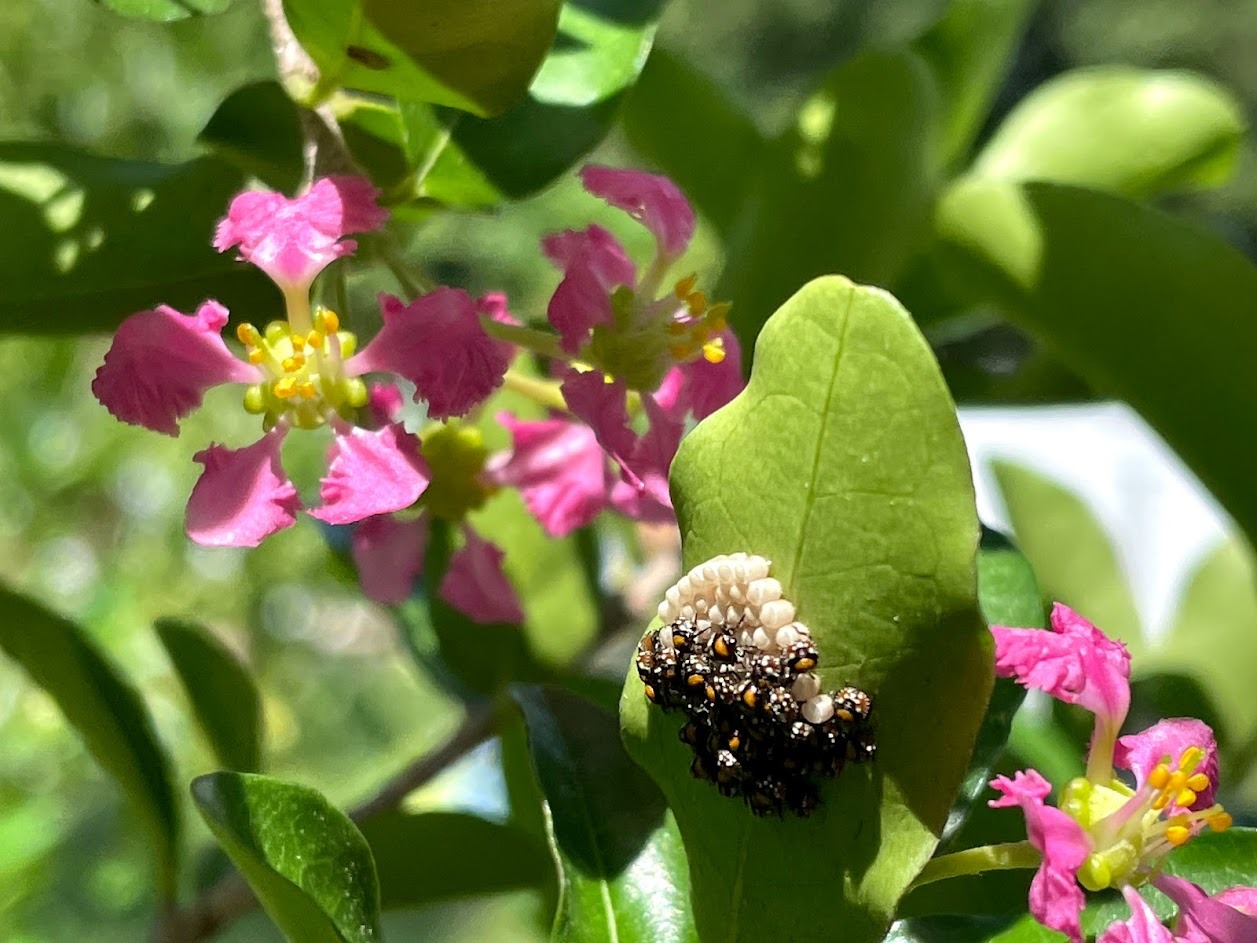 Florida Farm Pests: Stink Bugs - UF/IFAS Extension Polk County