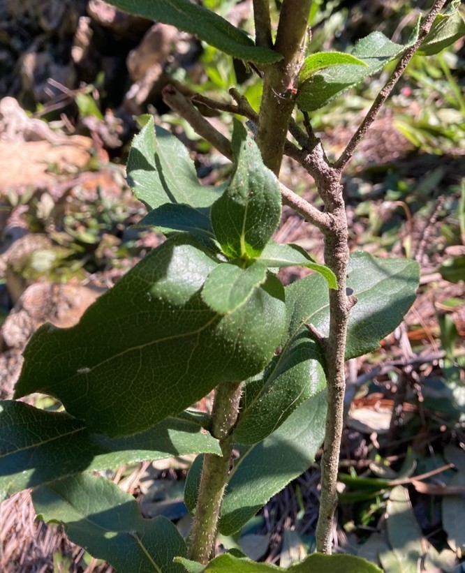 Pollinator Plants that Survived Hurricane Ian - UF/IFAS Extension Polk ...