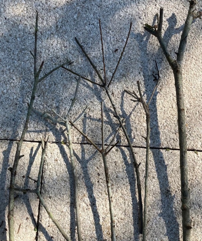 Pollinator Plants that Survived Hurricane Ian - UF/IFAS Extension Polk ...