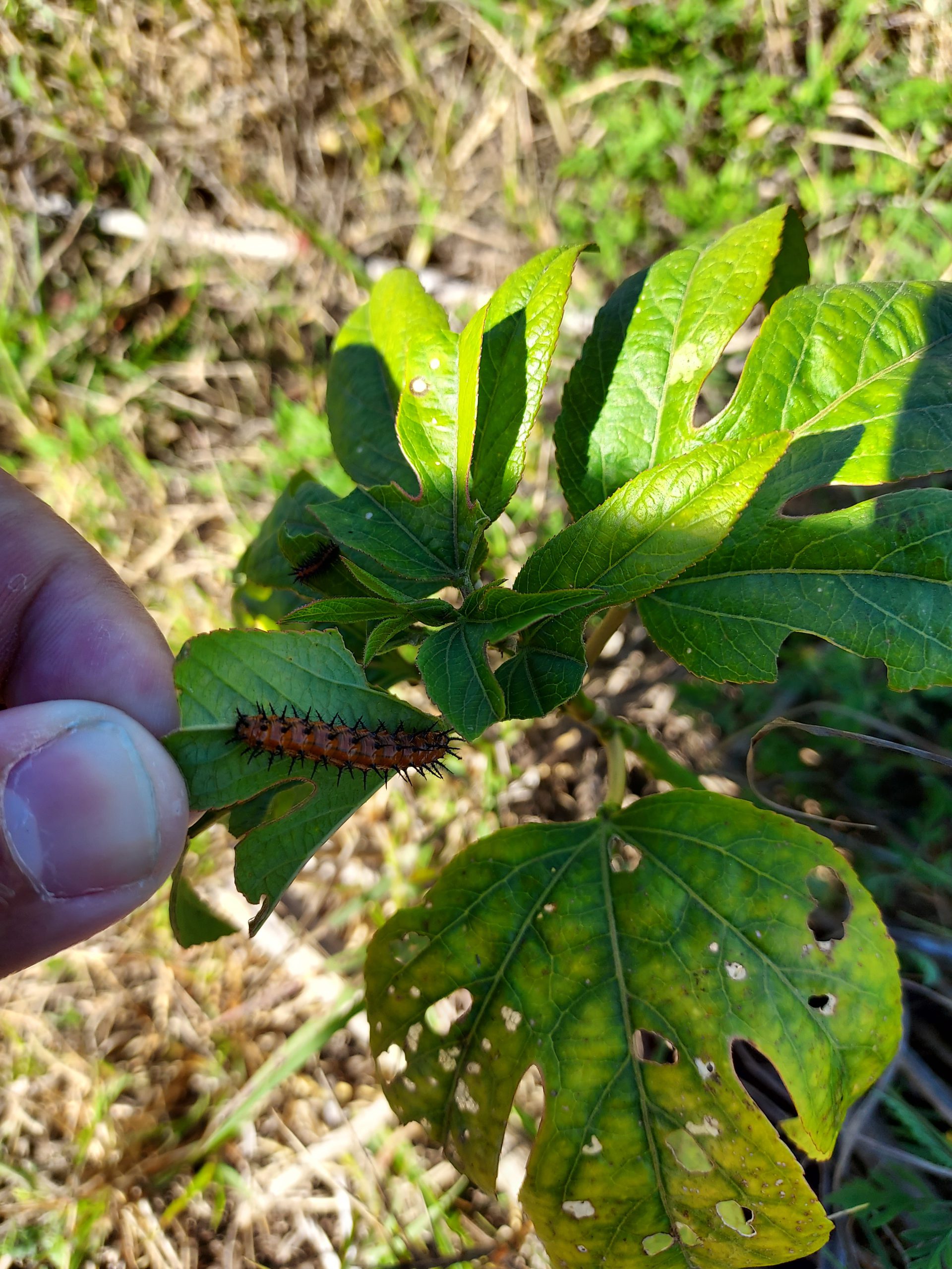 Integrated Pest Management (IPM) Steps and Methods - UF/IFAS Extension ...