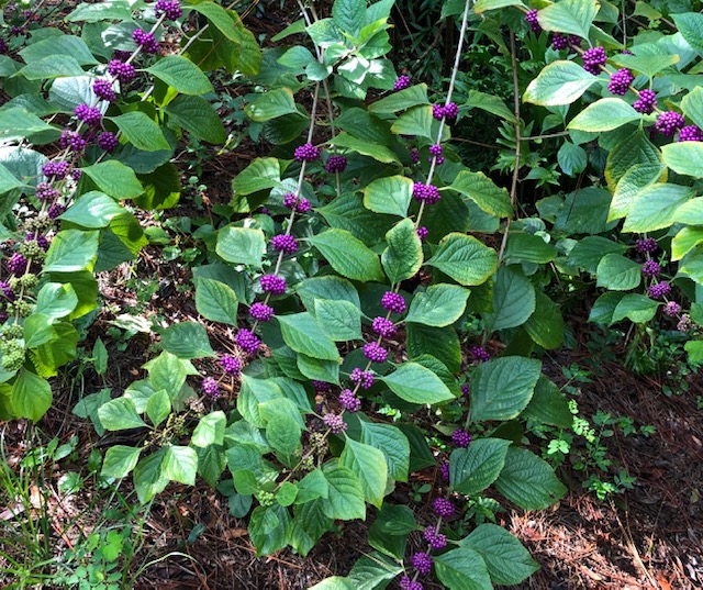 "Ground" Yourself By Planting Florida Native Plants - UF/IFAS Extension ...