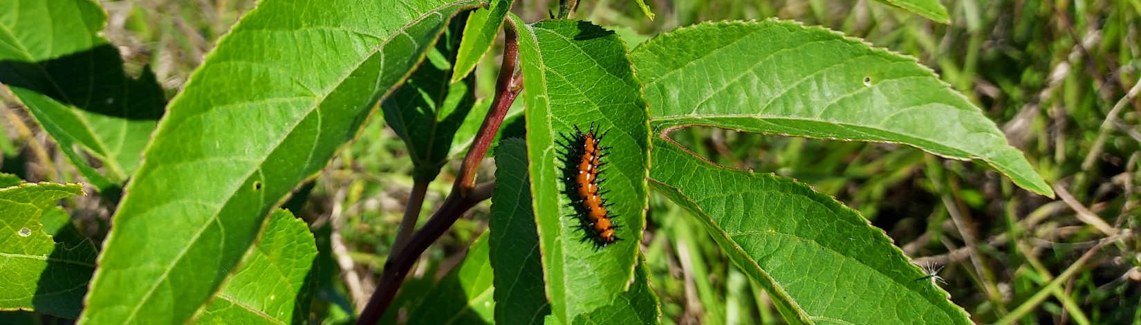 Florida Farm Pests: Caterpillars - UF/IFAS Extension Polk County