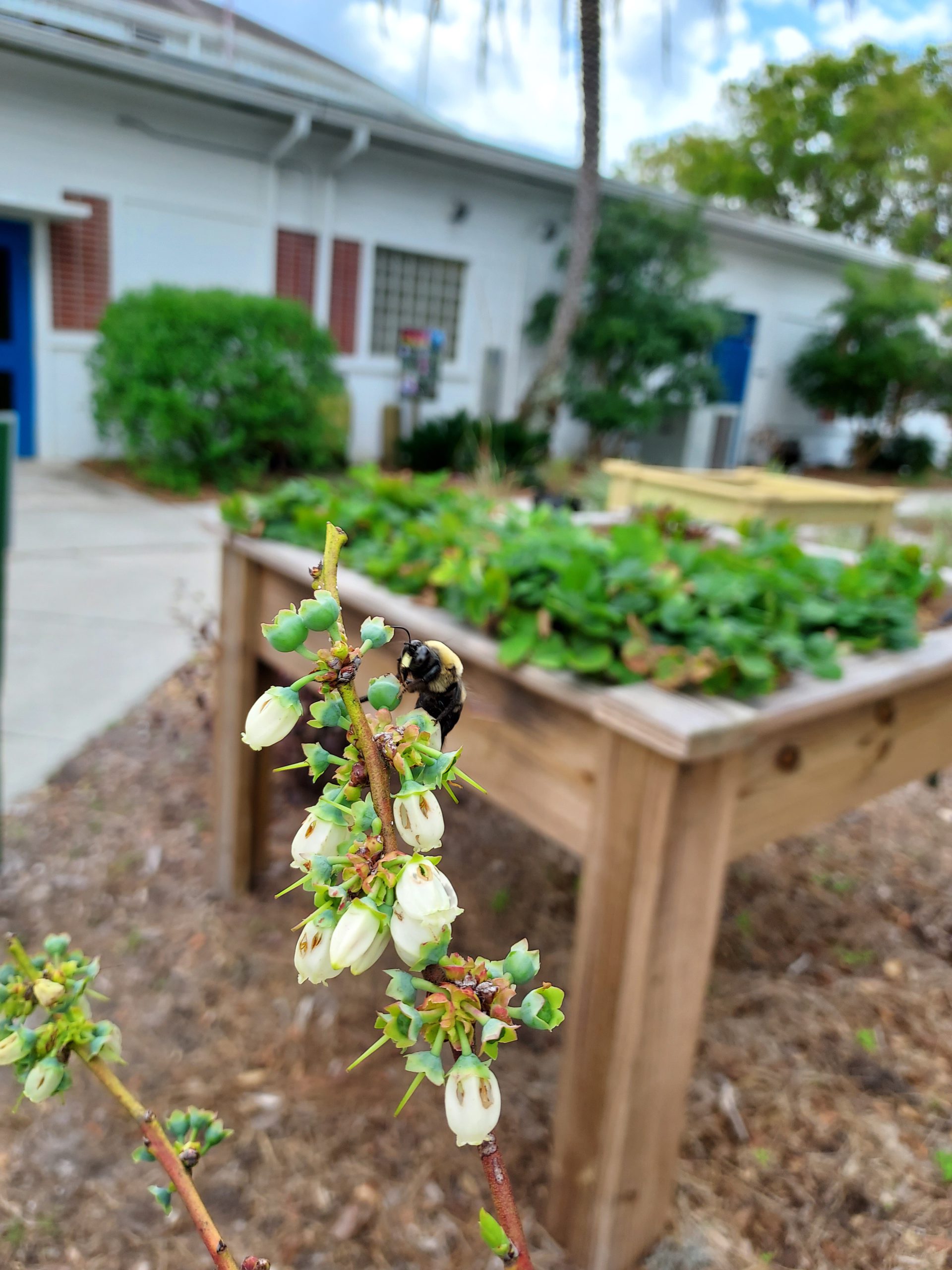 The Importance of Beekeeping and Polk County 4-H Beginner Beekeeping ...
