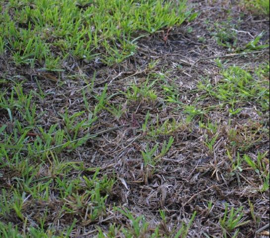 Florida Farm Pests: Southern Chinch Bugs - UF/IFAS Extension Polk County