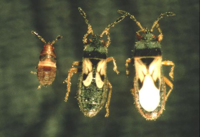 Florida Farm Pests: Southern Chinch Bugs - UF/IFAS Extension Polk County