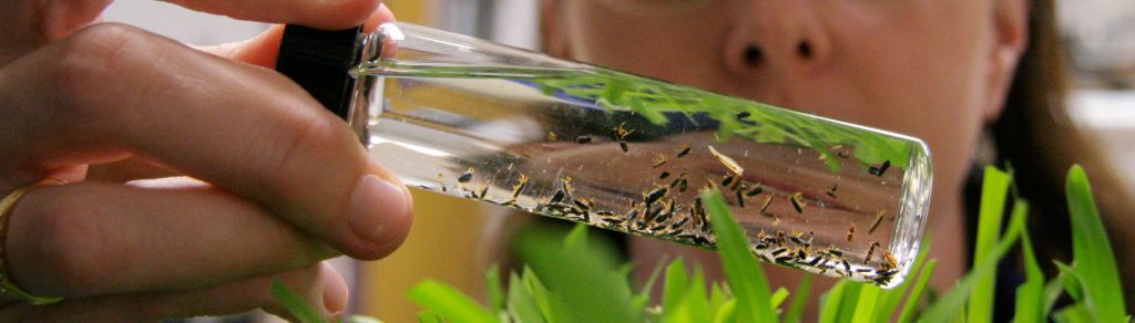 Crops Archives - UF/IFAS Extension Polk County