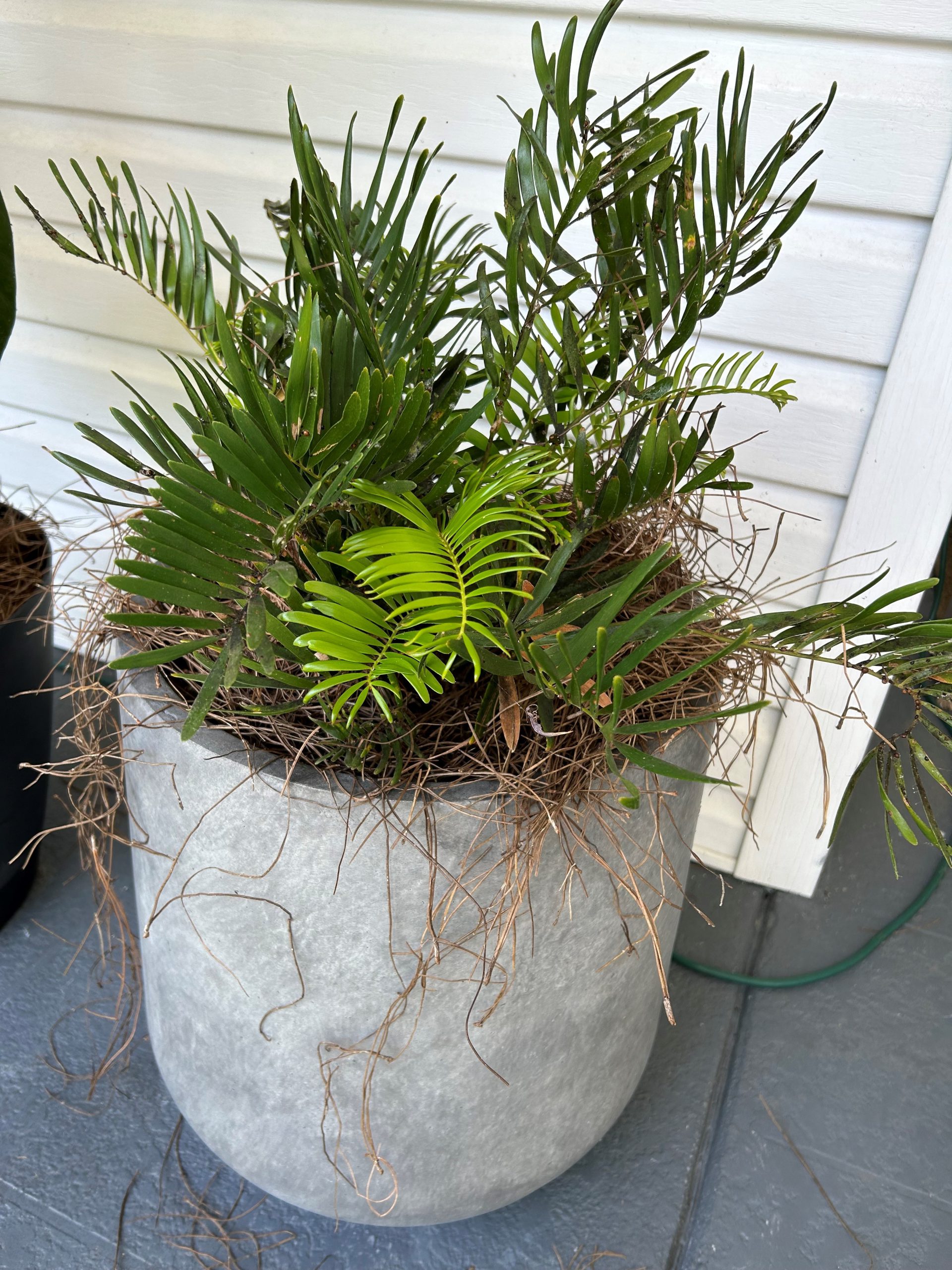 Growing Native: How to Create a Beautiful Garden in a Container! - UF ...