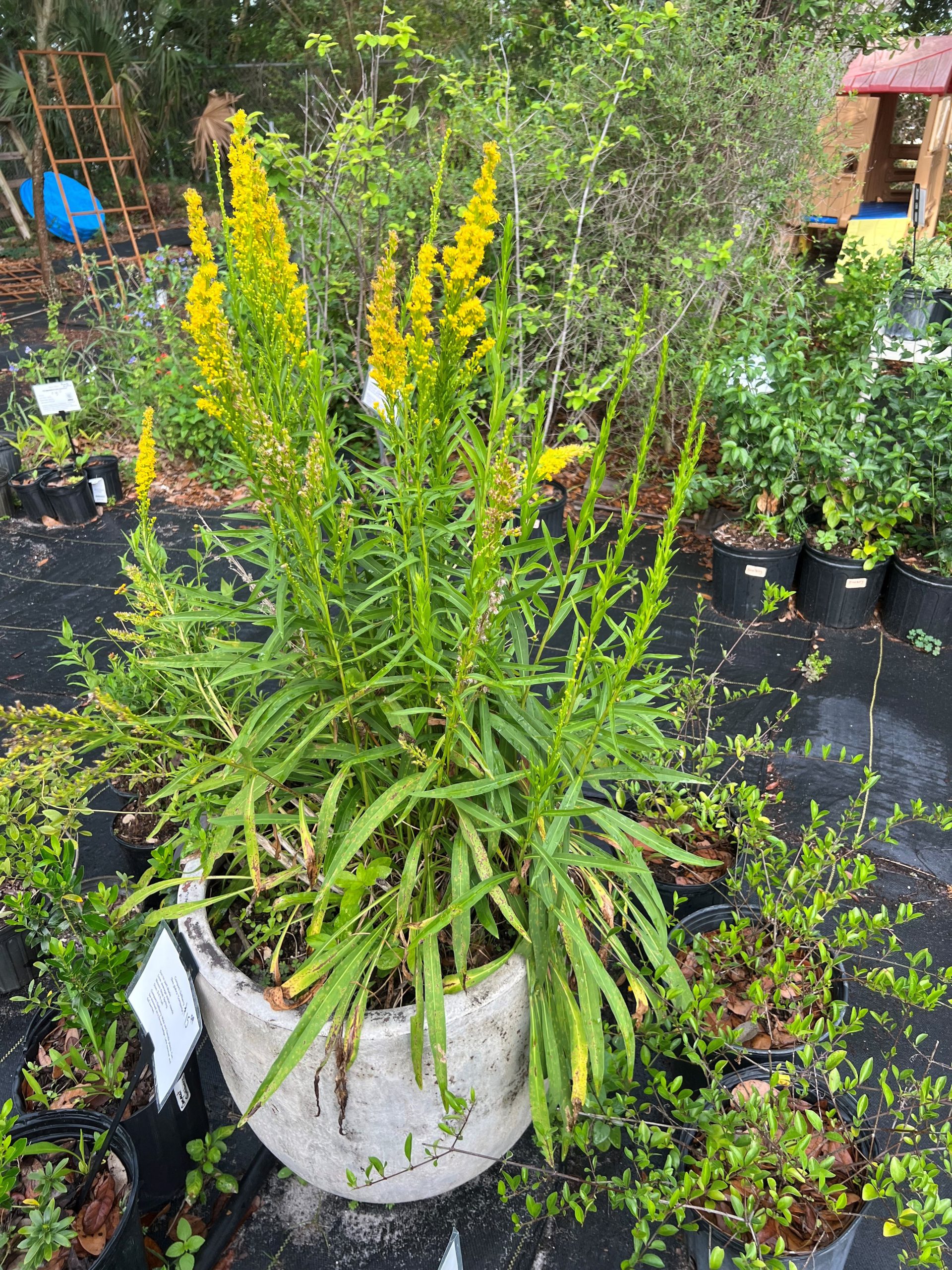 Growing Native: How to Create a Beautiful Garden in a Container! - UF ...