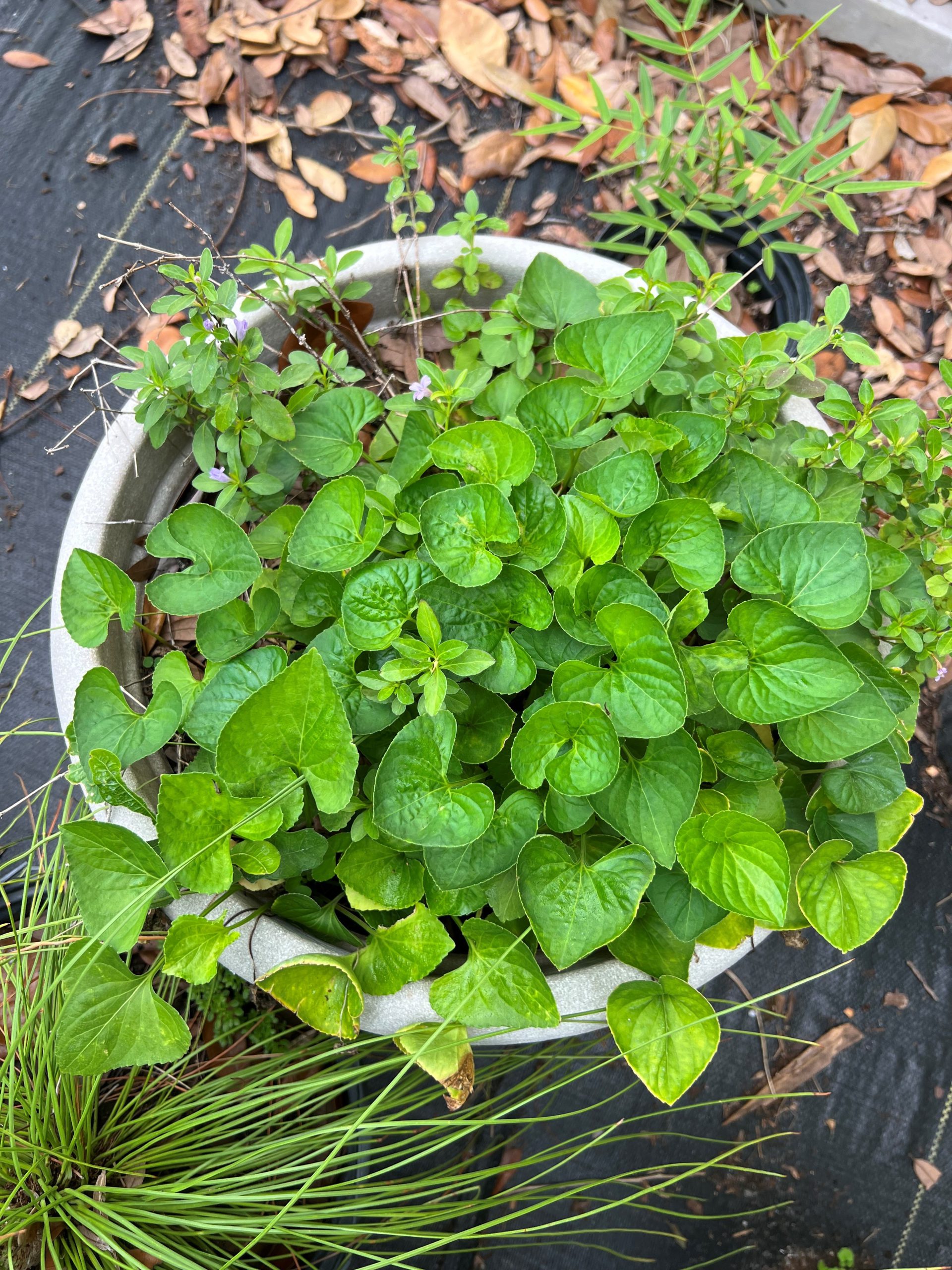 Growing Native: How to Create a Beautiful Garden in a Container! - UF ...