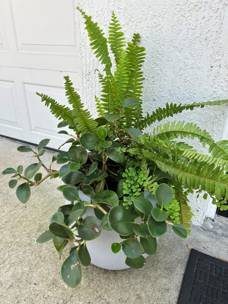 Growing Native: How to Create a Beautiful Garden in a Container! - UF ...