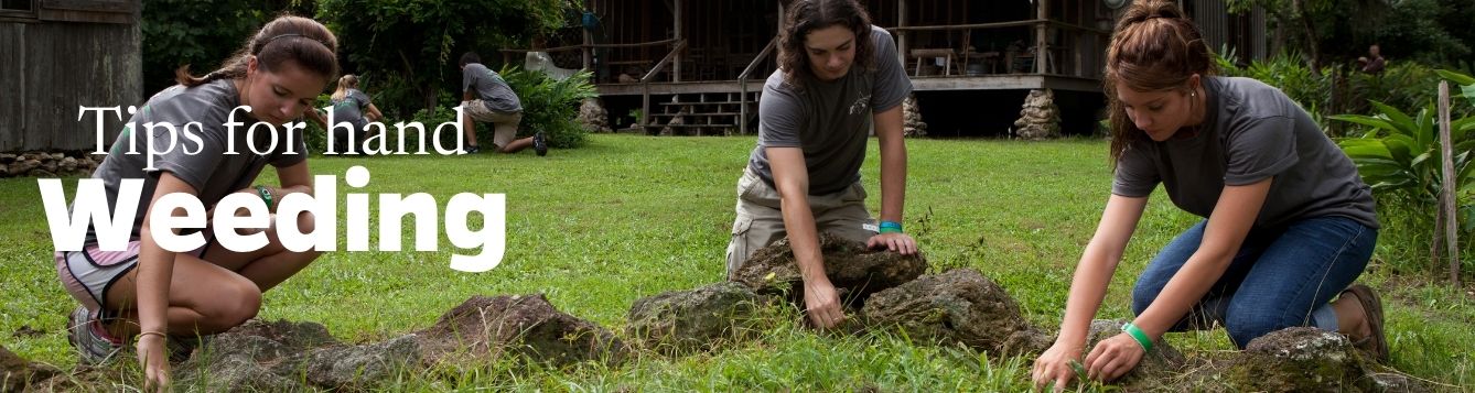 Quick Tips on Hand-Weeding in Your Florida-Friendly Yard - UF/IFAS ...