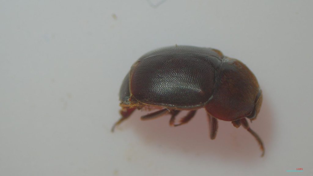 Florida Farm Pests: Small Hive Beetles - UF/IFAS Extension Polk County