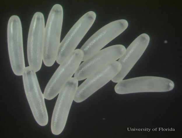 Florida Farm Pests: Small Hive Beetles - UF/IFAS Extension Polk County