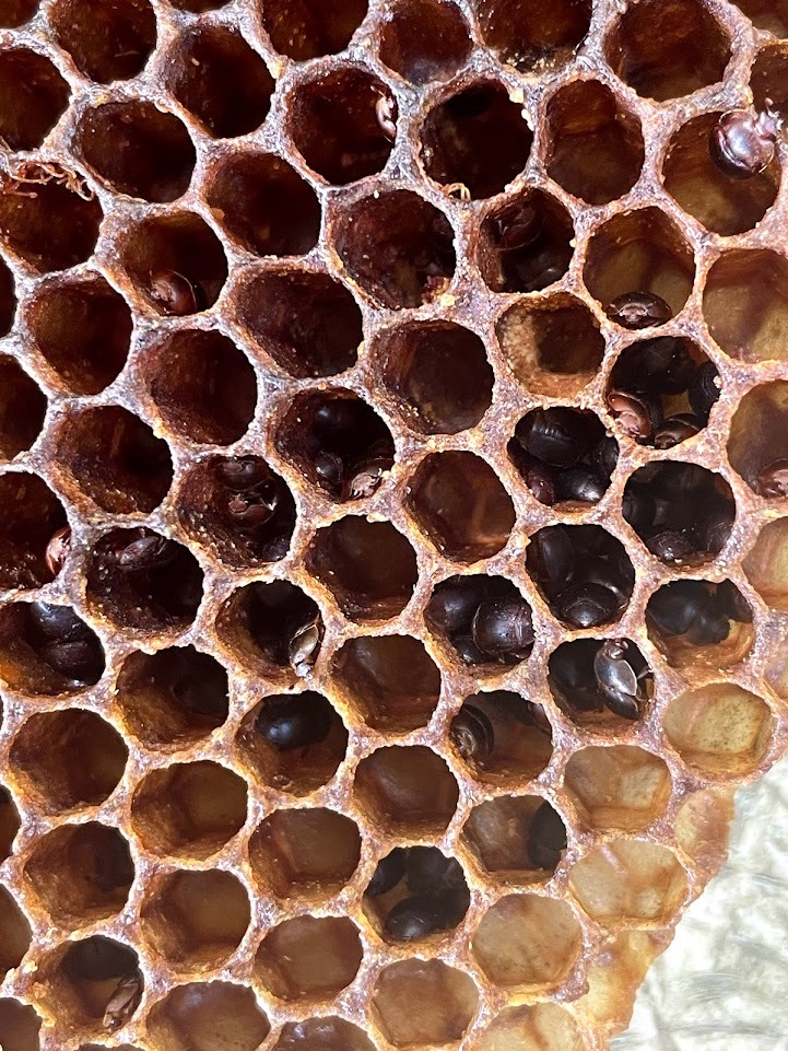 Florida Farm Pests: Small Hive Beetles - UF/IFAS Extension Polk County