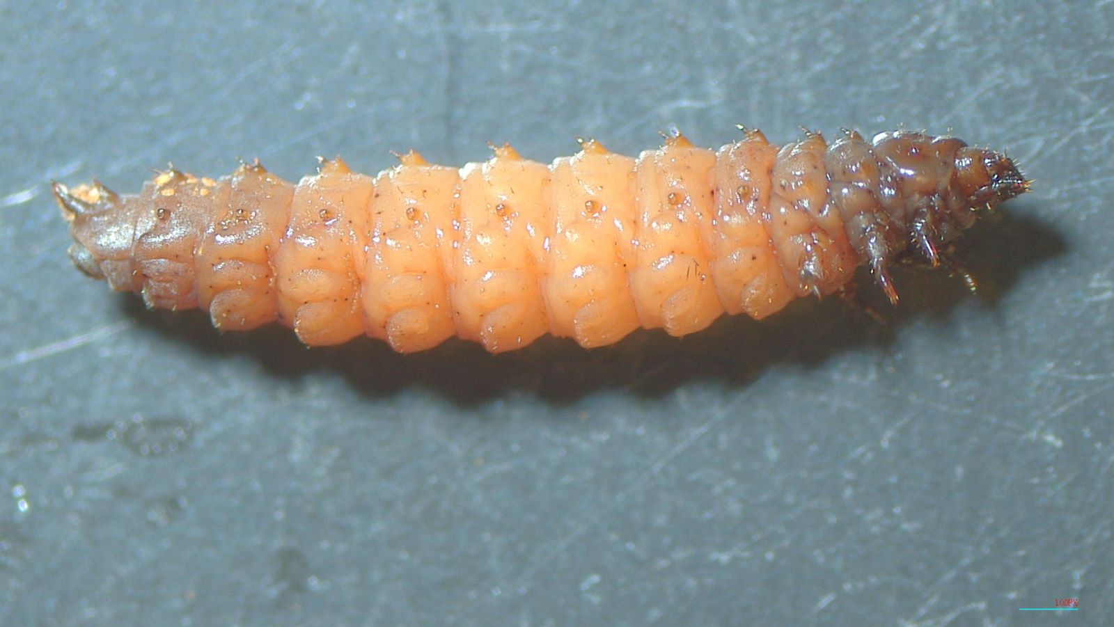 Florida Farm Pests: Small Hive Beetles - UF/IFAS Extension Polk County