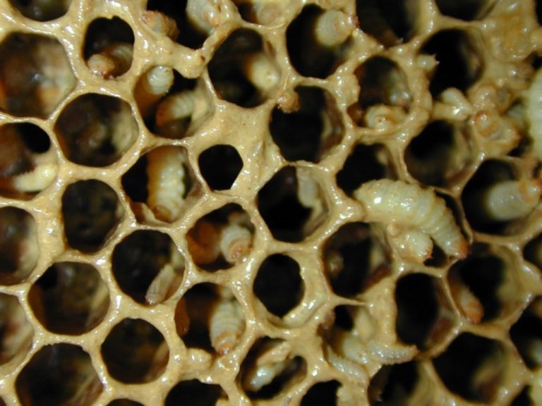 Florida Farm Pests: Small Hive Beetles - UF/IFAS Extension Polk County