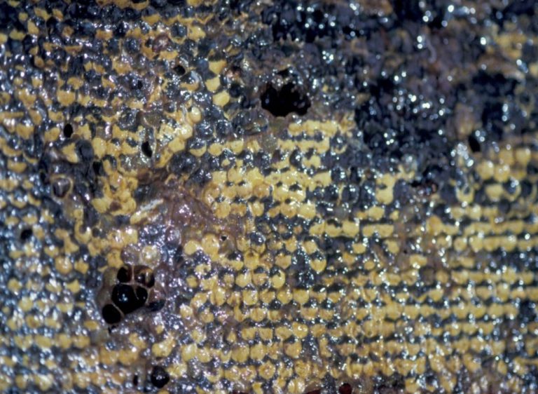 Florida Farm Pests: Small Hive Beetles - UF/IFAS Extension Polk County