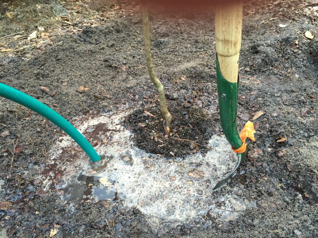 Proper Planting: Trees and Shrubs - UF/IFAS Extension Polk County