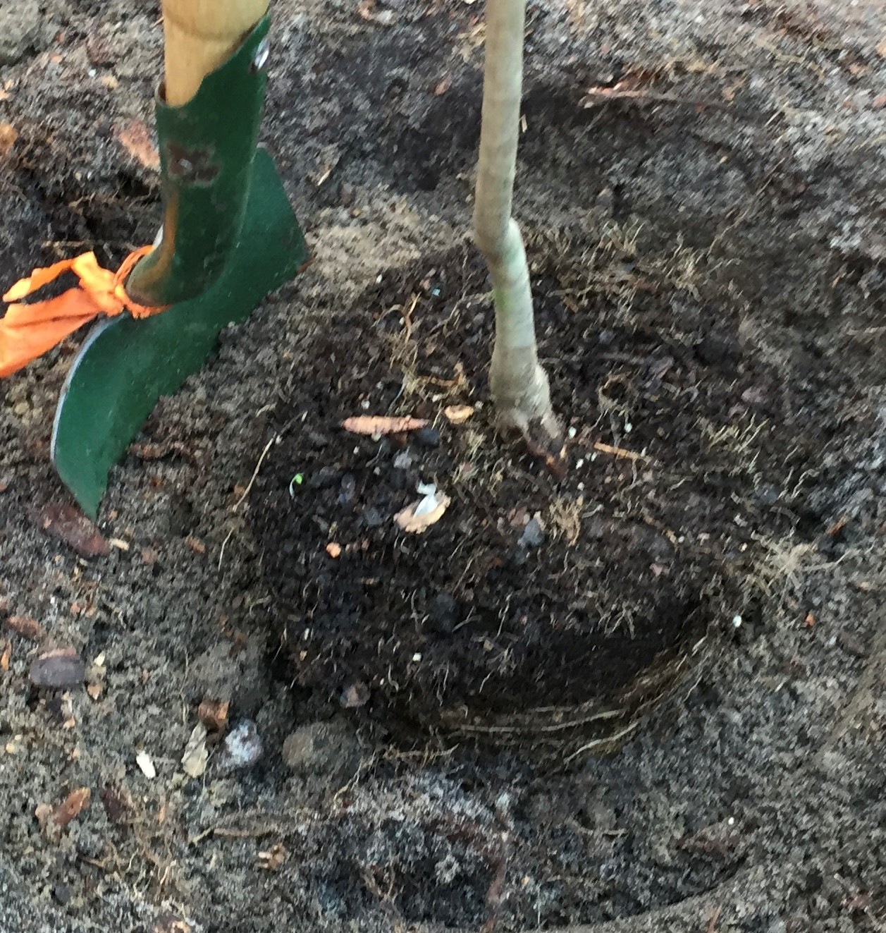 Proper Planting: Trees and Shrubs - UF/IFAS Extension Polk County