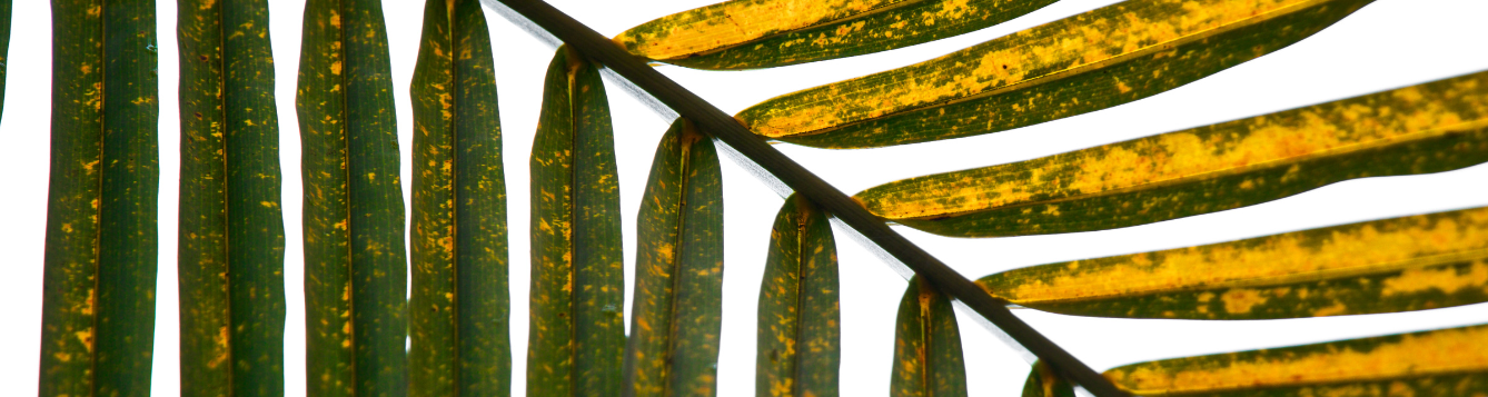 Why is My Palm Yellow? - UF/IFAS Extension Polk County