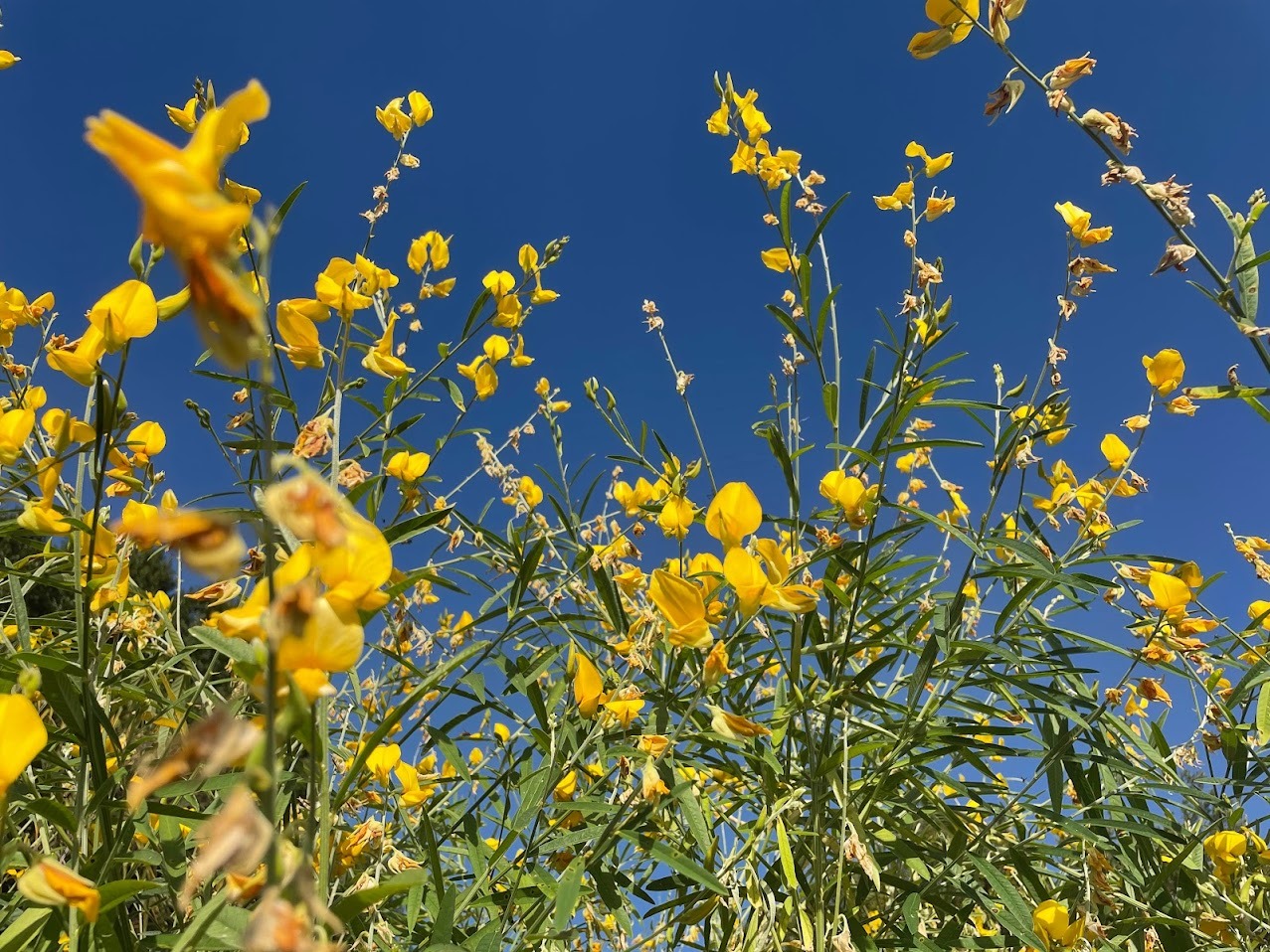 Sunn Hemp (Crotalaria juncea), an Effective Summer Cover Crop - UF/IFAS ...