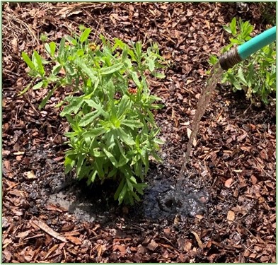 Tips on hand watering - UF/IFAS Extension Polk County