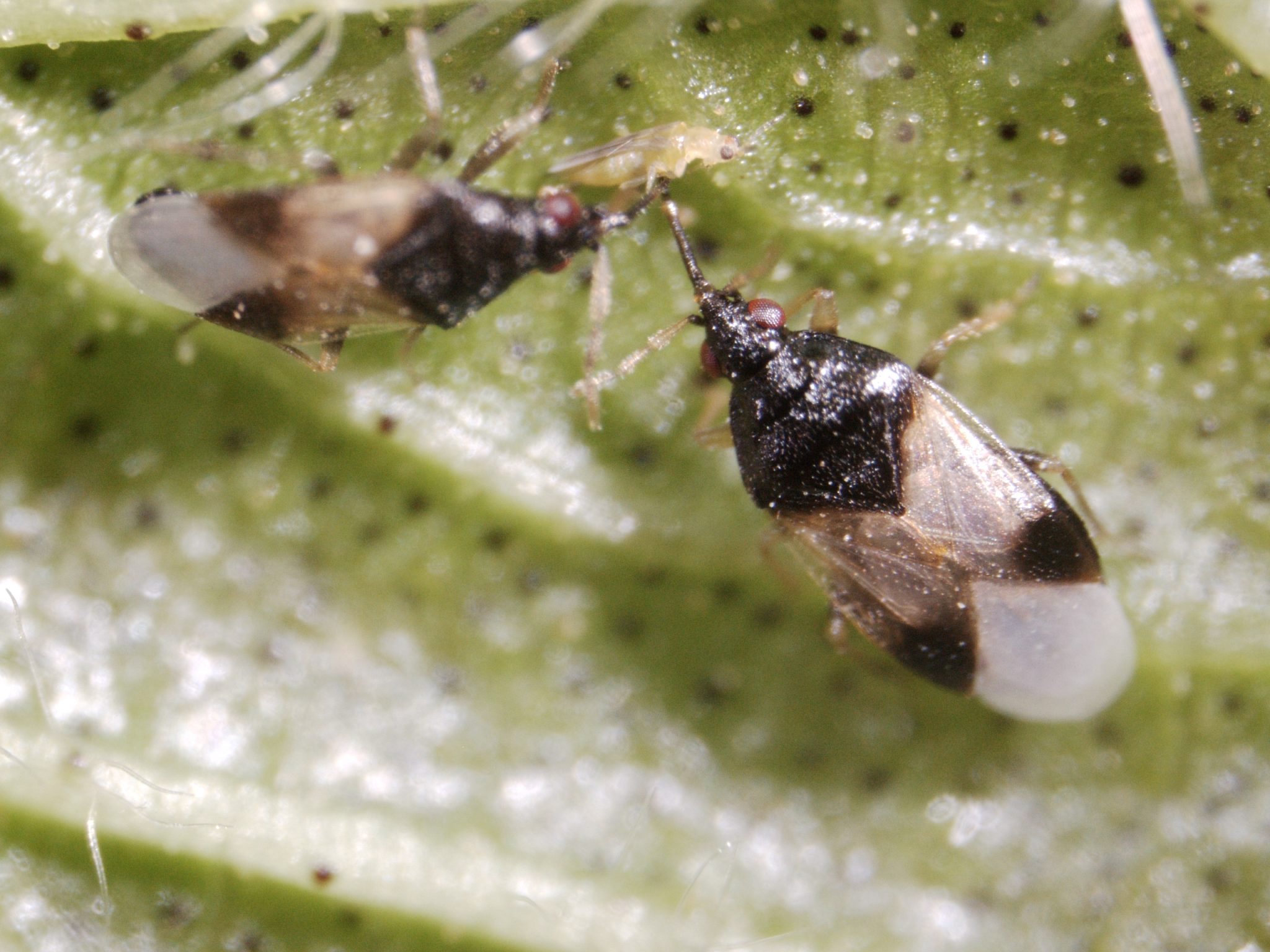 Florida Farm Pests: Thrips - UF/IFAS Extension Polk County