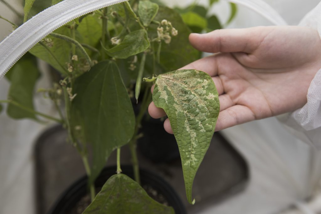 Florida Farm Pests: Thrips - UF/IFAS Extension Polk County