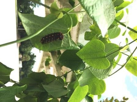 Support Florida's Pollinators All Year Long - UF/IFAS Extension Polk County