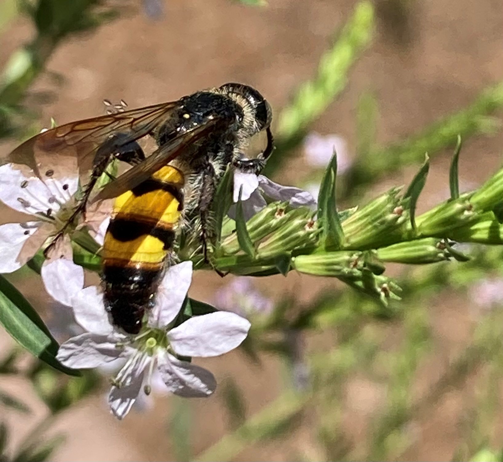 Support Florida's Pollinators All Year Long - UF/IFAS Extension Polk County