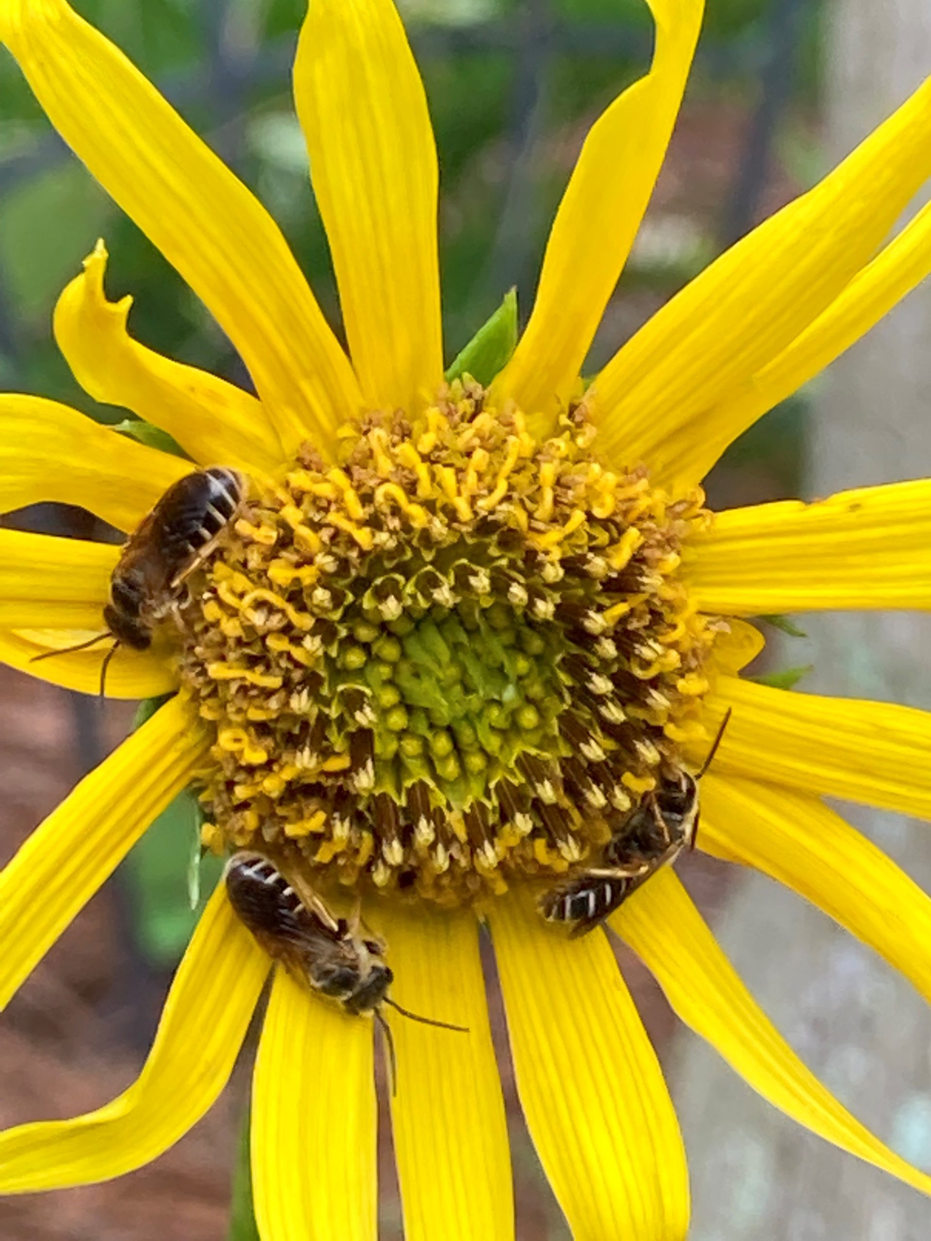 Support Florida's Pollinators All Year Long - UF/IFAS Extension Polk County