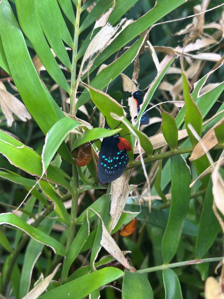 Atala Butterflies and Coontie Cycads: Signs of Damage and How to ...