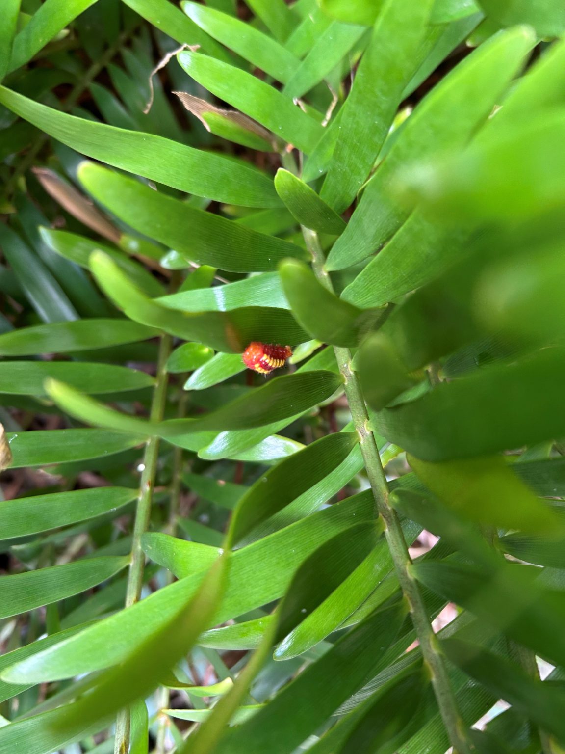 Atala Butterflies and Coontie Cycads: Signs of Damage and How to ...