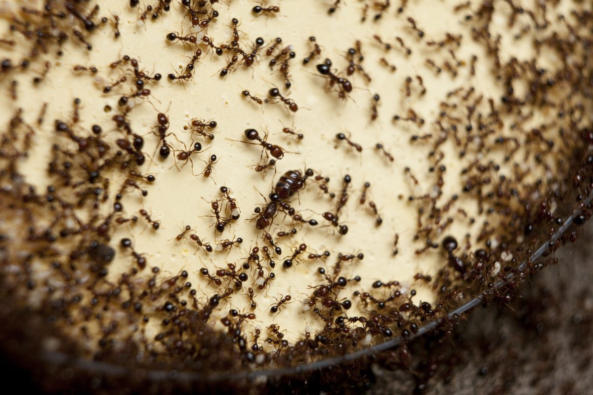 Florida Farm Pests: Red Imported Fire Ants (RIFA) - UF/IFAS Extension ...