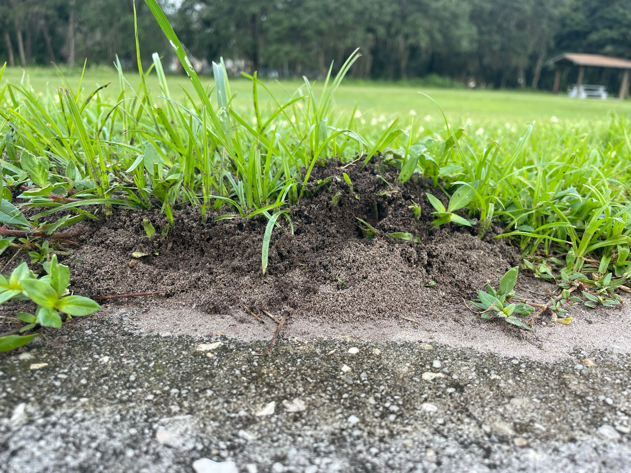 Florida Farm Pests: Red Imported Fire Ants (RIFA) - UF/IFAS Extension ...