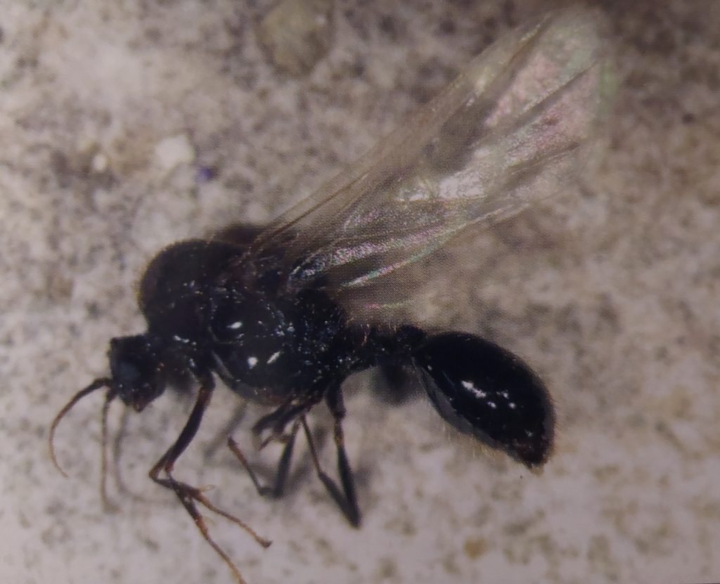 Florida Farm Pests: Red Imported Fire Ants (RIFA) - UF/IFAS Extension ...